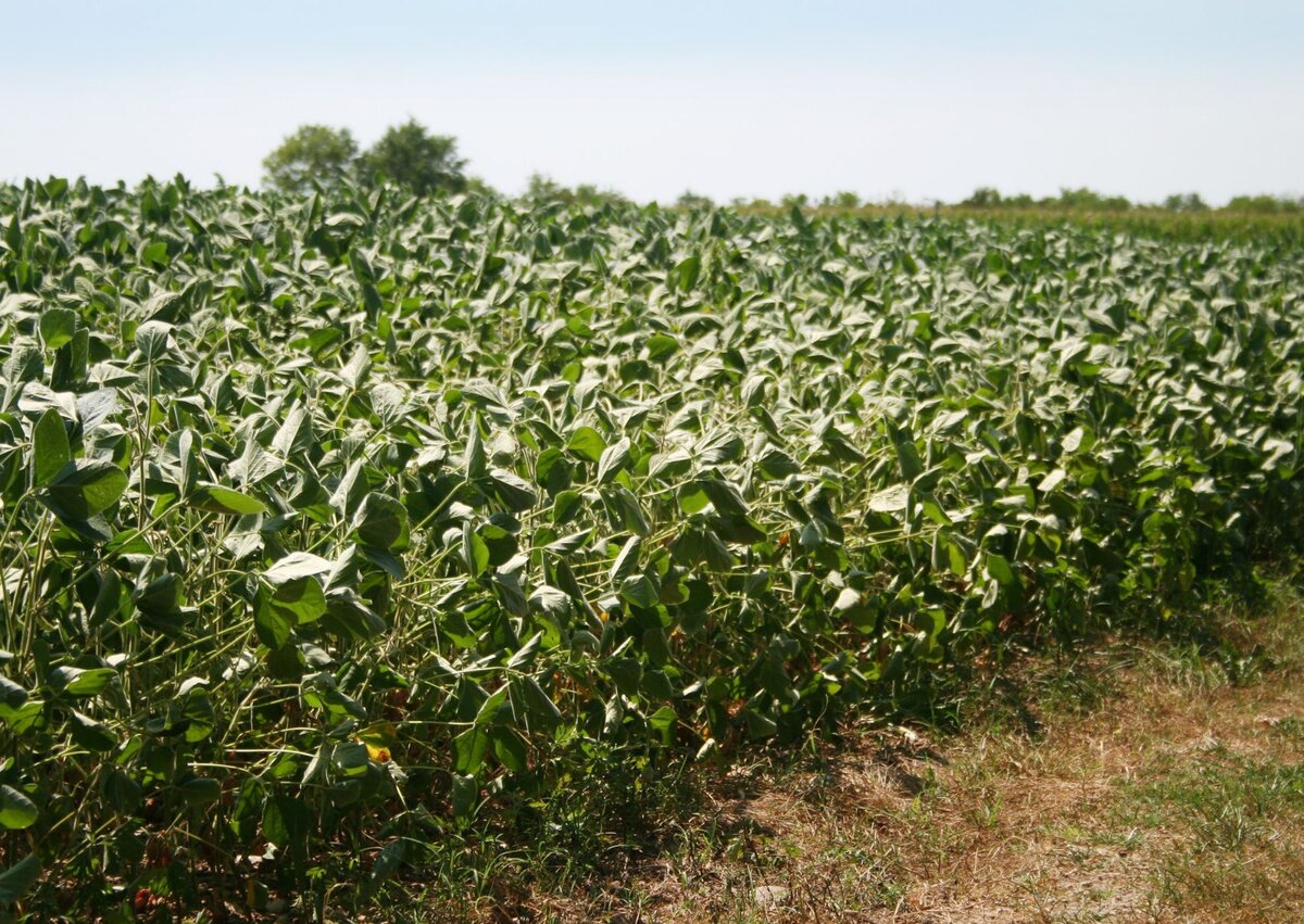 Un été chaud et sec qui met les cultures à rude épreuve – Producteurs ...